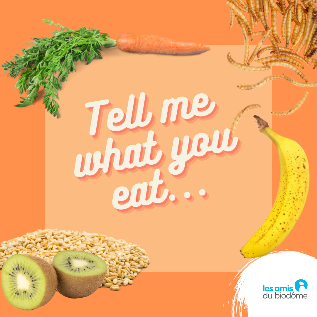 Tell me what you eat… - Friends of the Biodôme