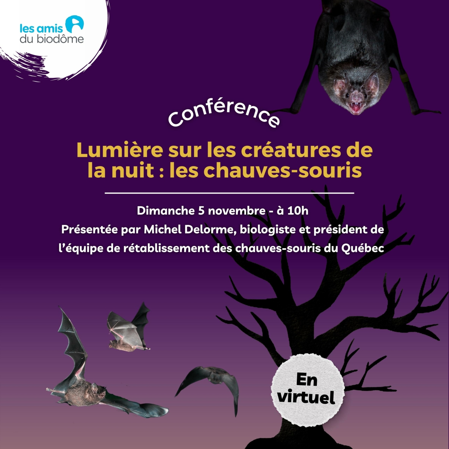 Conférence : Lumière sur les créatures de la nuit : les chauves-souris ...